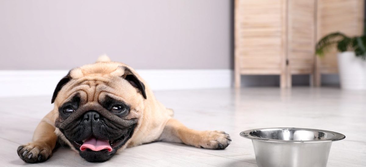 ¿Cuánta agua debe tomar mi perro? - Agua para perros